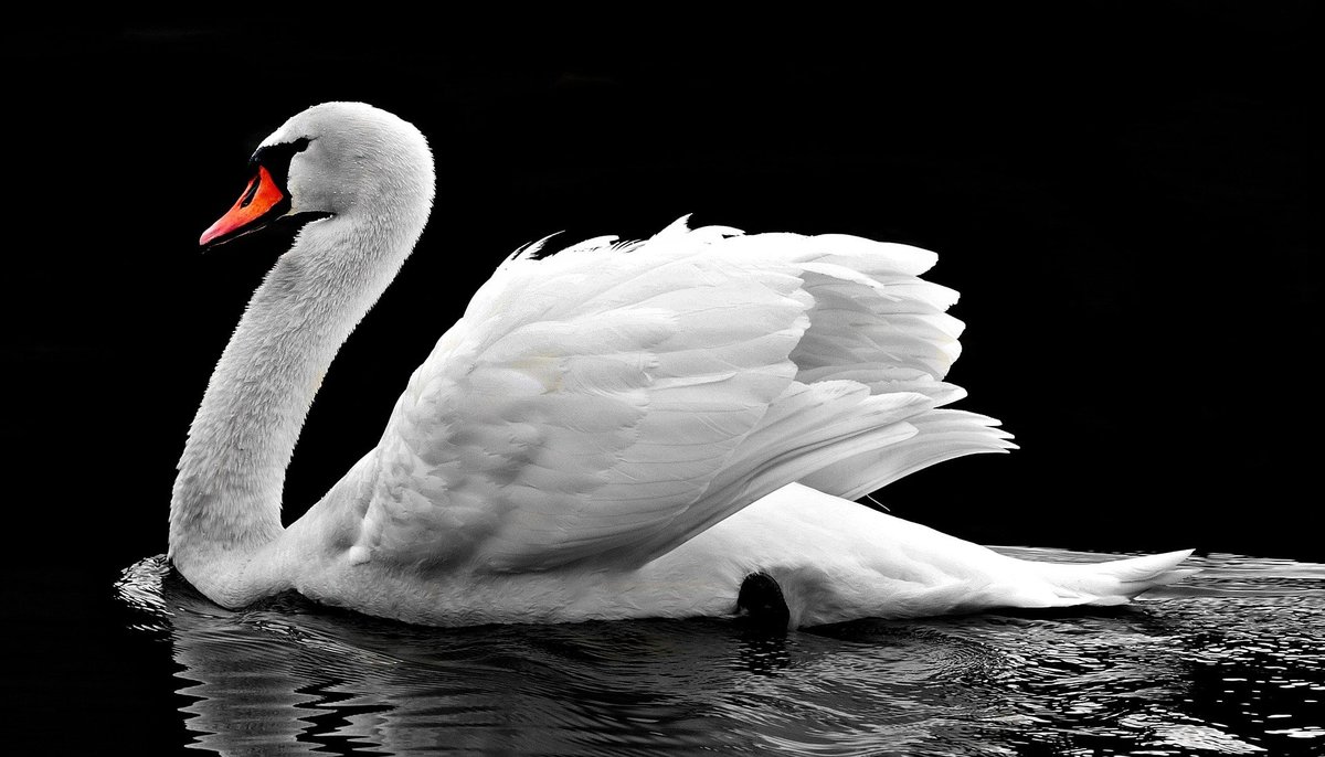 Not the Gay Swan Lake - Humanities Moments